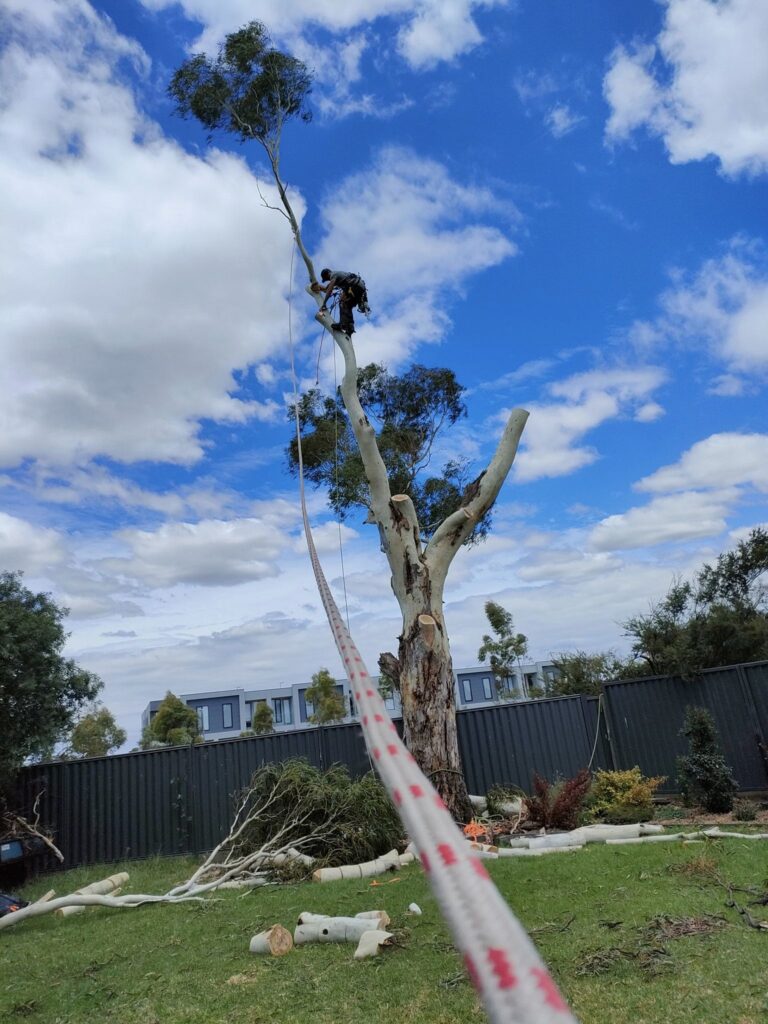 Arborist, Tree Removal and Lopping Service – Fair Dinkum Tree Works