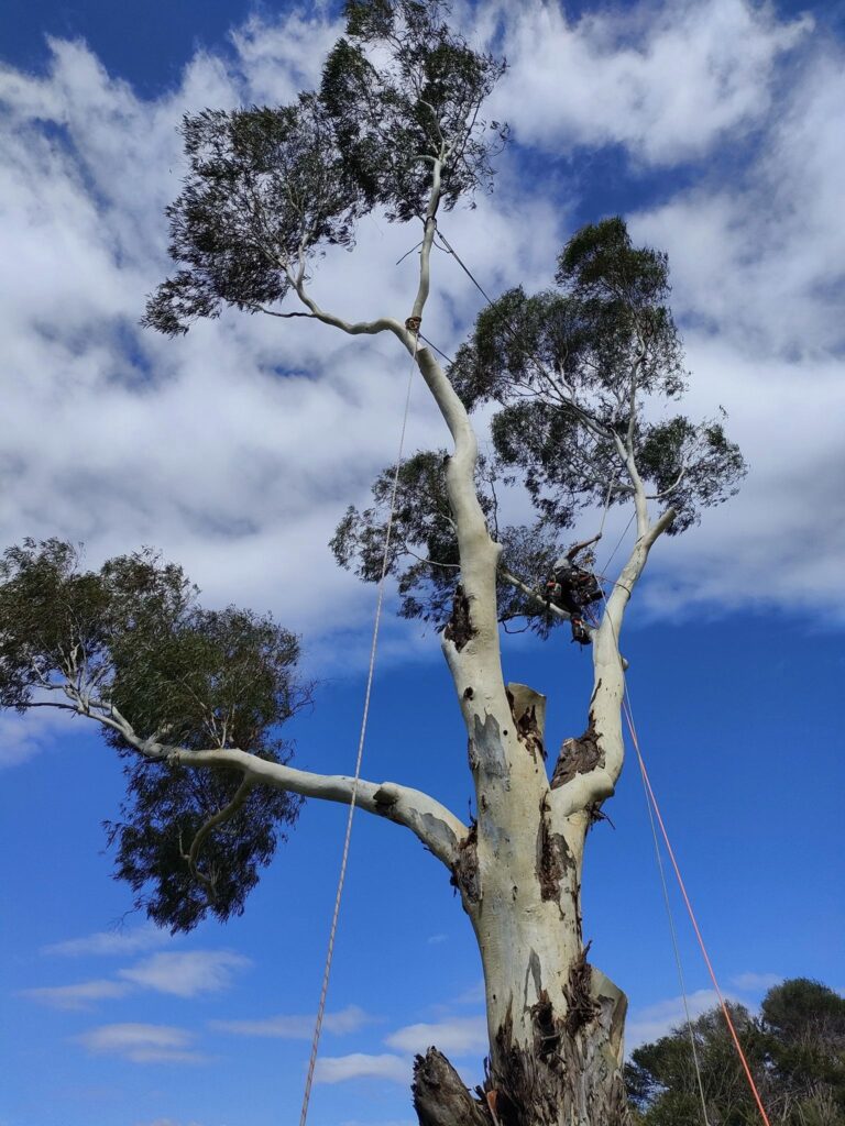 Arborist, Tree Removal and Lopping Service – Fair Dinkum Tree Works