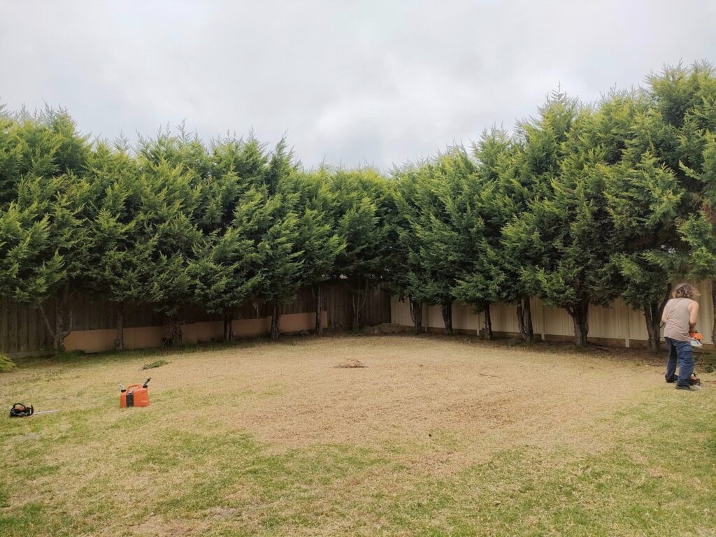 Arborist, Tree Removal and Lopping Service – Fair Dinkum Tree Works