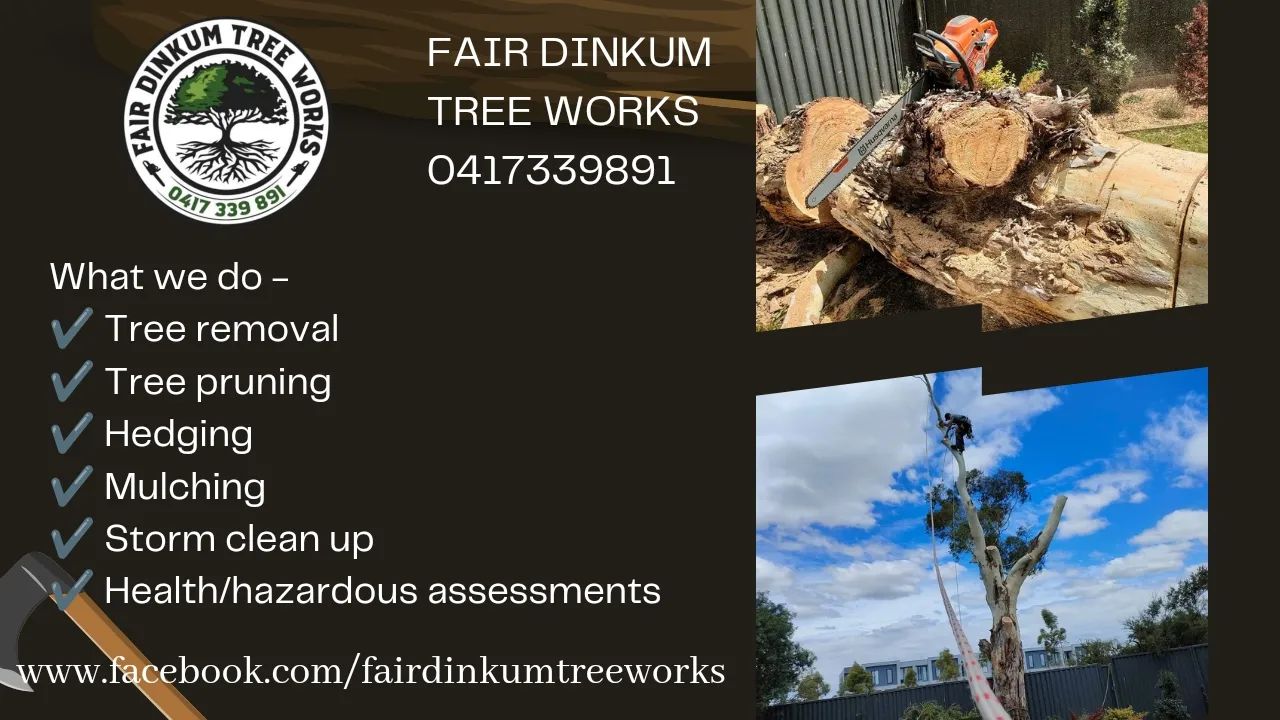 Arborist, Tree Removal and Lopping Service – Fair Dinkum Tree Works