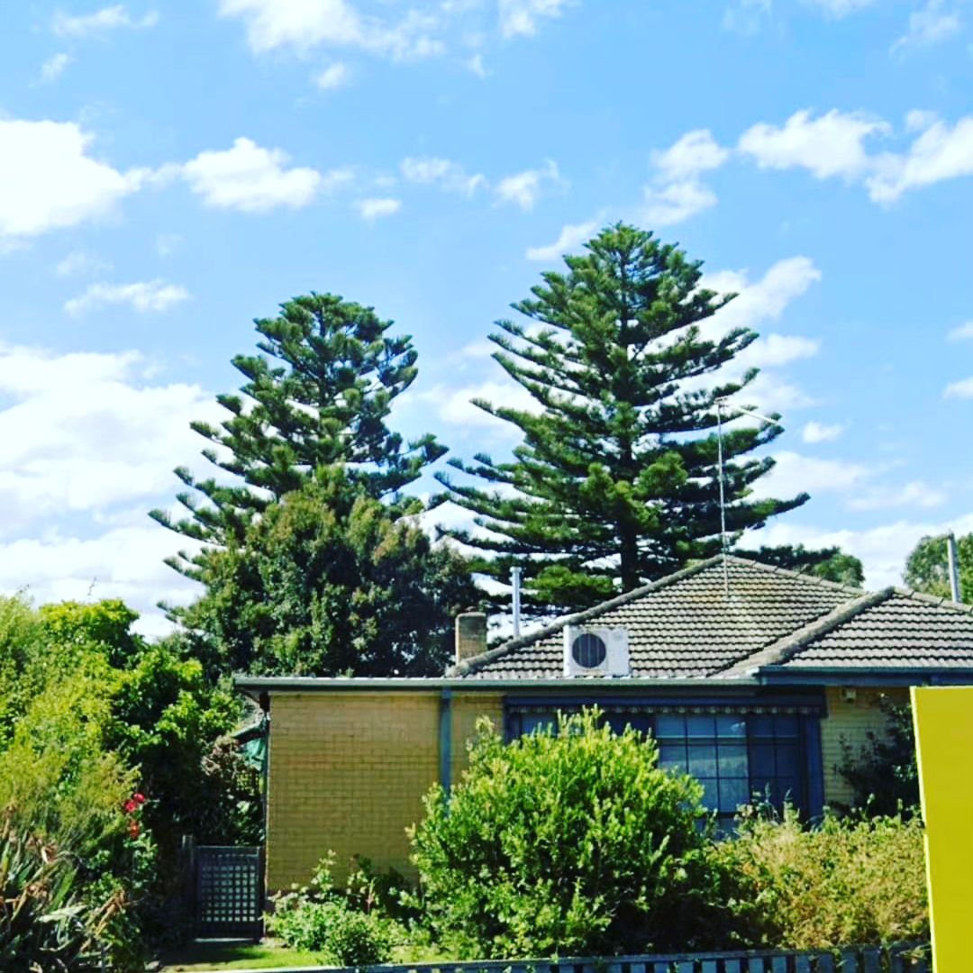 Gallery – Fair Dinkum Tree Works