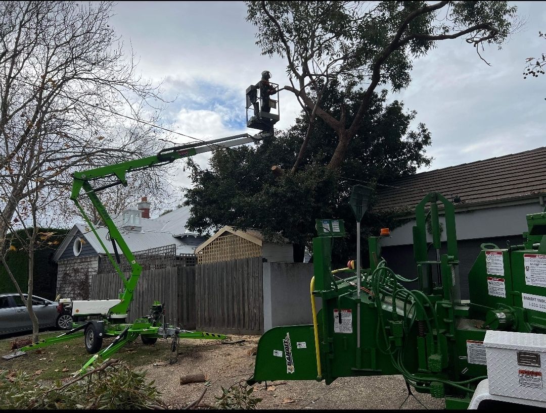 Gallery – Fair Dinkum Tree Works