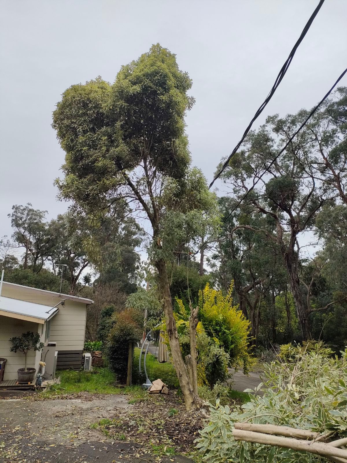 Gallery – Fair Dinkum Tree Works