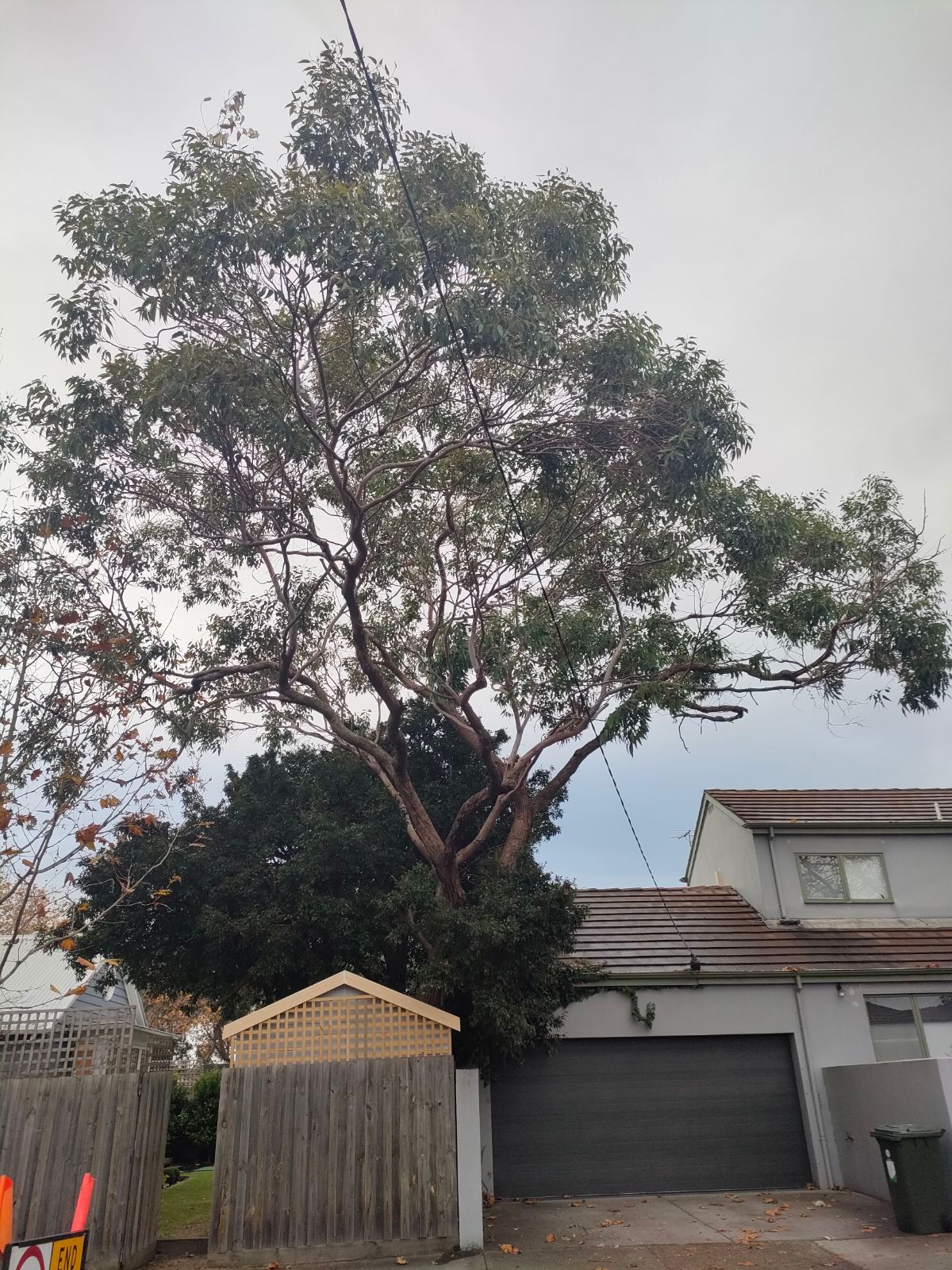 Gallery – Fair Dinkum Tree Works