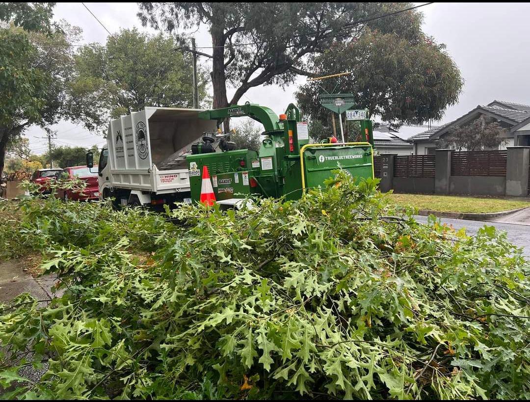 Gallery – Fair Dinkum Tree Works